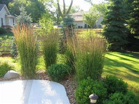 Karl Foerster Grasses For Stunning Ornamental Garden Karl Foerster