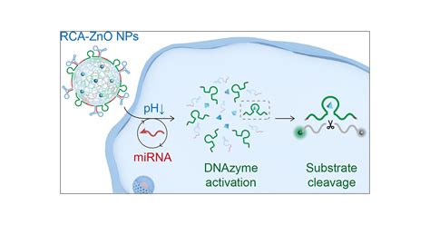 Bioorthogonal Disassembly Of Hierarchical Dnazyme Nanogel For High Performance Intracellular