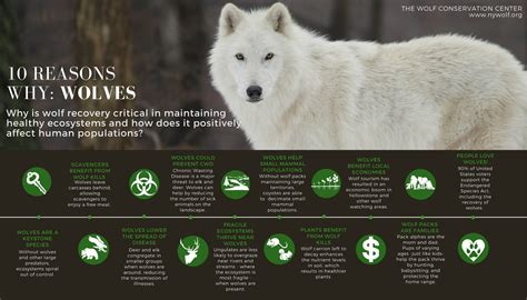 Lily Mlplilybuggo Twitter