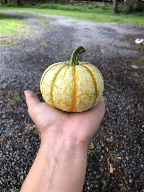 My Compost Grew This Little Cutie All By Itself Rgardening