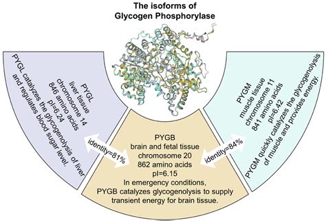 What Is The Role Of Brain Glycogen In Memory And Learning