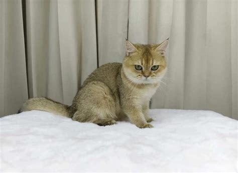 บริติช เพศ ช อายุ7เดือนโครงสร้างใหญ่พ่อแม่มาจากนอก Ennxo