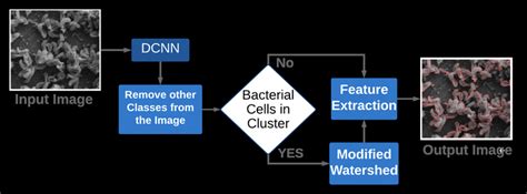 Feature Extraction From Biofilm Sem Images Via Dcnn And Watershed Methods Download Scientific