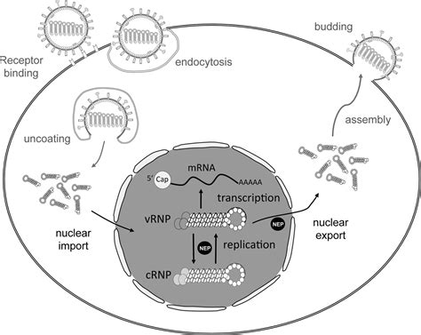 Influenza Virus Replication