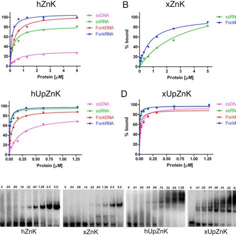 Quantitative Emsa Analysis Of Various Dnarna Complexes With The