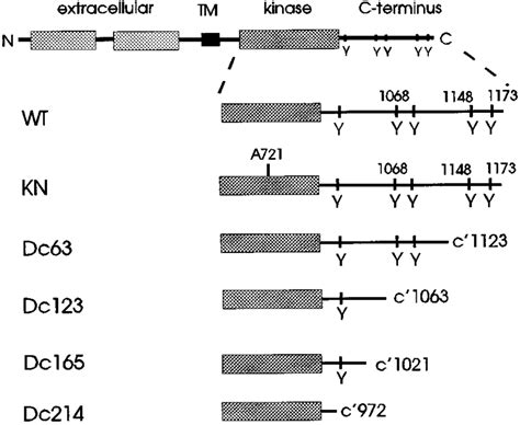 Schematic Representation Of The Wild Type And Mutant Egf Receptors Download Scientific Diagram