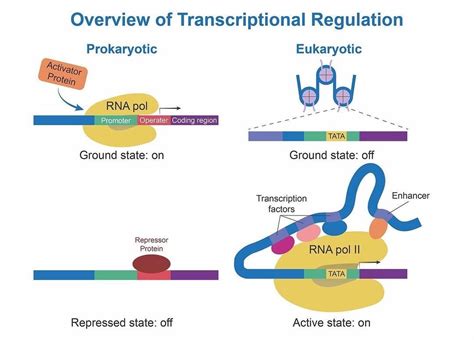 Crispr Biotech Engineering On Linkedin Gene Transcription Regulation