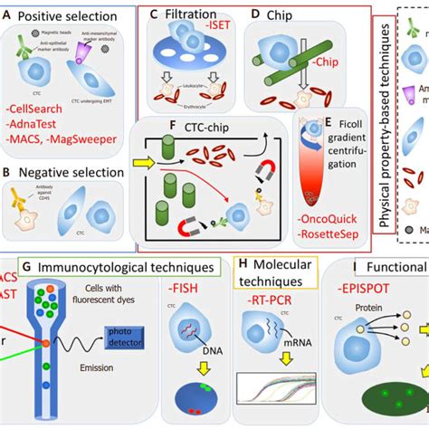 Circulating Tumor Cells Ctcs Enrichment A F And Detection G I