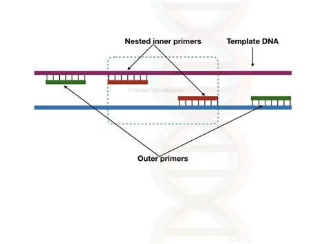 Primer In Nested Pcr At Daniel Hodges Blog