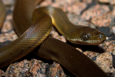 Juvenile Water Python Alephrocco