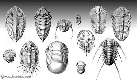 Trilobite Fossil Drawing
