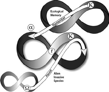 The Adaptive Cycle That Maintains Equilibrium In An Ecosystem Consists Download Scientific