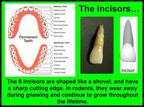 Teeth And Gums Ppt Download