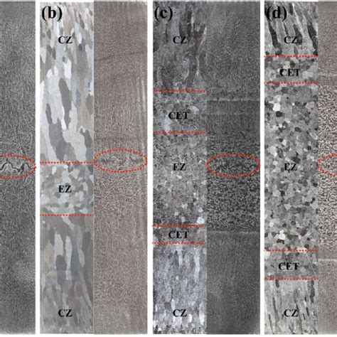 Morphology Of Dendritic Structure At Different Positions Download