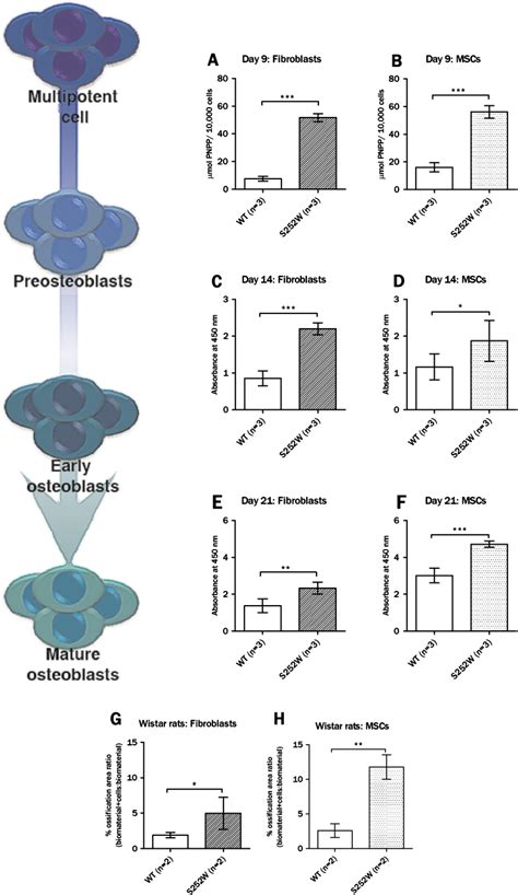 52w And Wt Fibroblasts And Mscs All Conditions N 3 In Response To