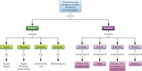 Blg 151 Midterm Review Flashcards Quizlet