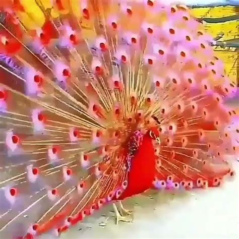 زیبایی طاووس Youtube