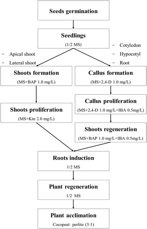 The Procedure For The Micropropagation Of Astragalus Membranaceus