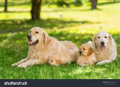 Golden Retriever Mum And Dad