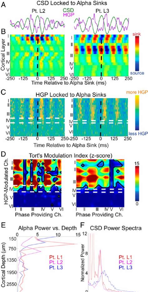 Llustrates Alpha Csd And Hgp Are Maximal In Supragranular Cortex A Download Scientific