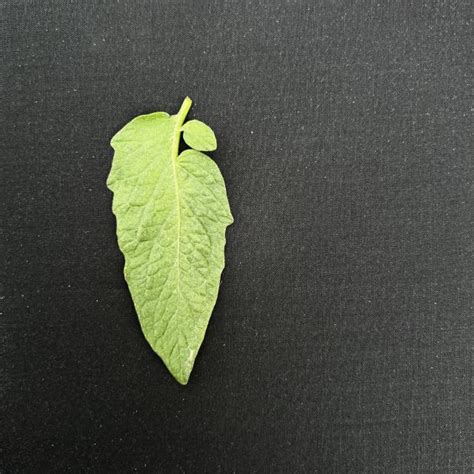 Flip Rotation Saturation Object Detection Dataset By For Tomato Paper