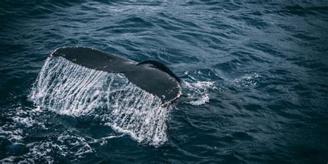 Why Tail Log Backups Matter For Sql Server