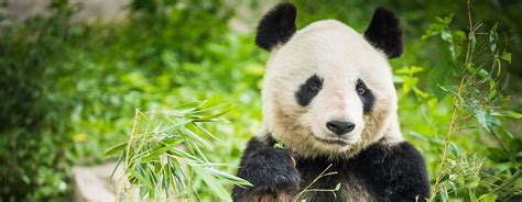 Iucn Red List Of Threatened Species Saving Earth Encyclopedia