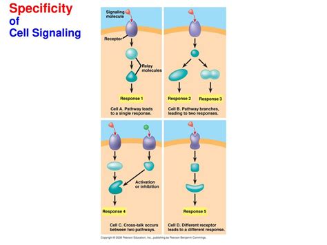 specificity of cell signaling