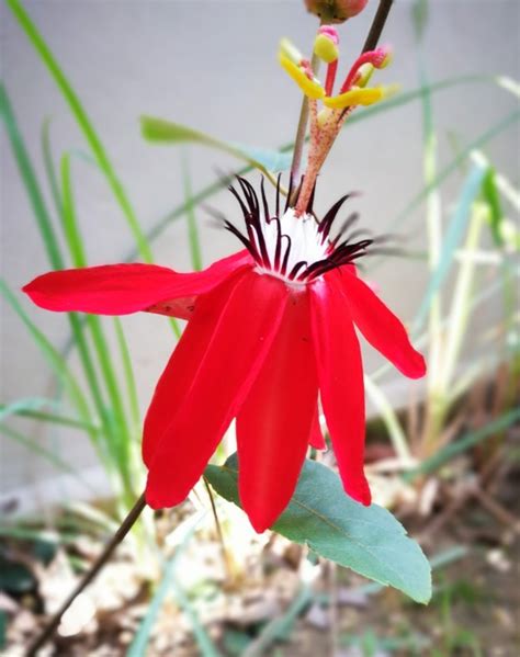 시계꽃속 Passiflora Picturethis