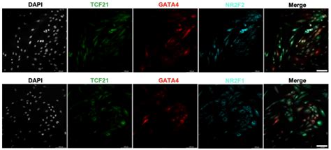 中国科学院团队发布genecompass：解析基因调控密码，打造干湿融合新范式 Golang学习网