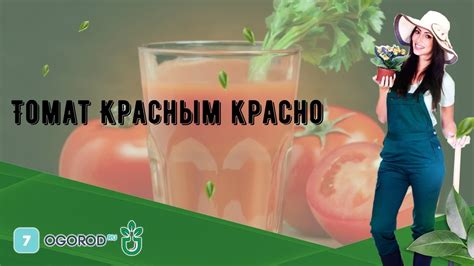 Томат Красным красно - YouTube