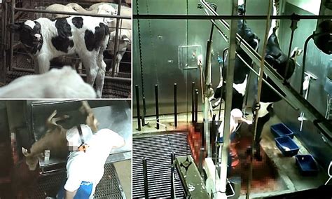 Strath Meats abattoir workers drown cows in boiling water
