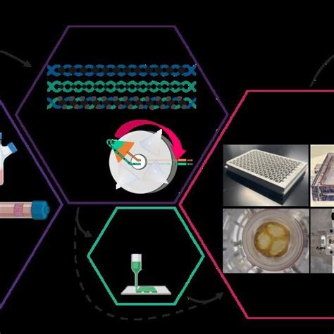 Steps Of The Cell And Tissue Manufacturing Process Many Unique
