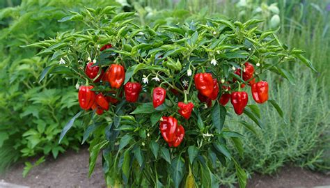 Essential Guide To Pimento Plant Care For Thriving Peppers 2026