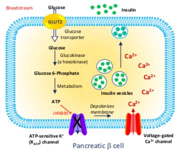 Case Study Physiology Pathophysiology Of Insulin Signalling Diabetes Mellitus Flashcards