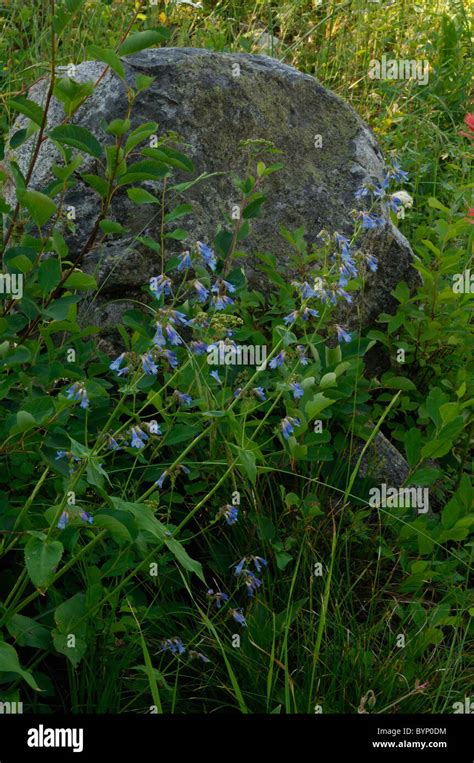 North Fork Idaho Wildflowers Penstemon Penstemon Cyananthus Stock