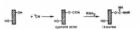 2 Activation Of Sepharose By Cnbr And Coupling Of Protein To The Download Scientific Diagram