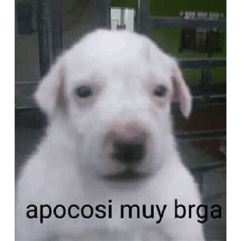 Waos Perro Con Cejas🐶