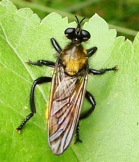 Robber Fly Laphria Bugguidenet