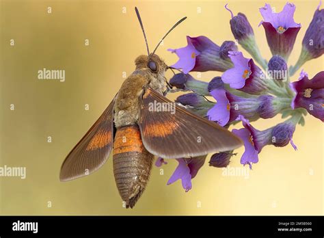 Macroglossum Stellatarum Hummingbird Hawk Moth With Wings That Can