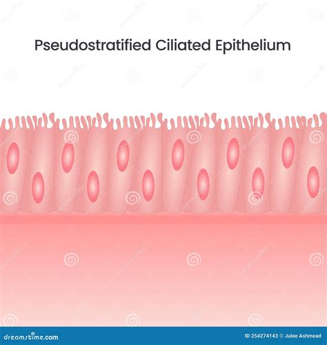 Pseudostratified Columnar Epithelium Royalty Free Cartoon 124564007