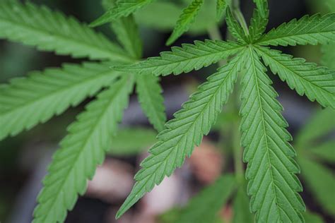 Cannabinol Ultimate Cbn Beginners Guide [2025]