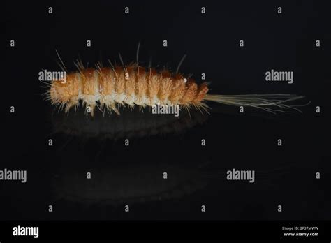 Larva Larvae Of Carpet Beetle Anthrenus Trogoderma Attagenus