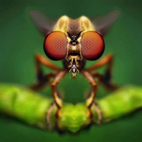 Macro Photos Capture The Stunning Symmetry And Beauty Of Insects
