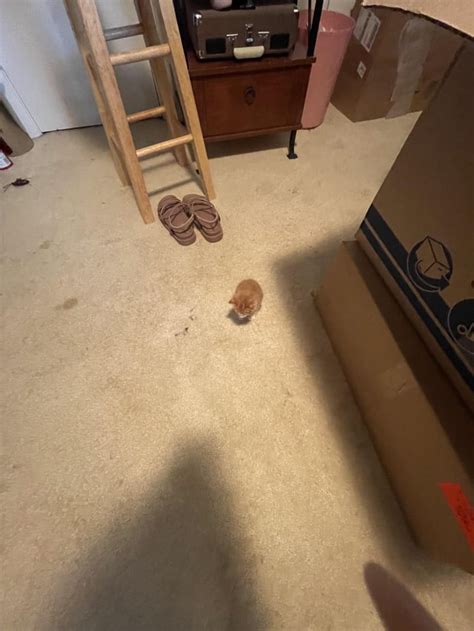 Calcifer The Tiny Fireball Rtinyorangekittens