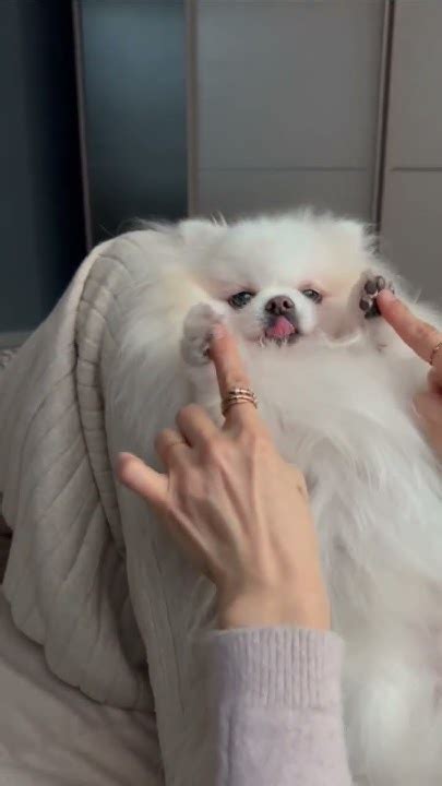 행복하개 새해 복많이 받으세요 멍냥멍냥 여름아 안녕 포메라니안 강아지 발바닥 Youtube