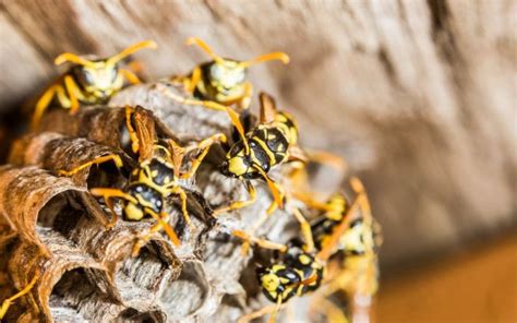 How Do Wasps Build Their Nests Artofit