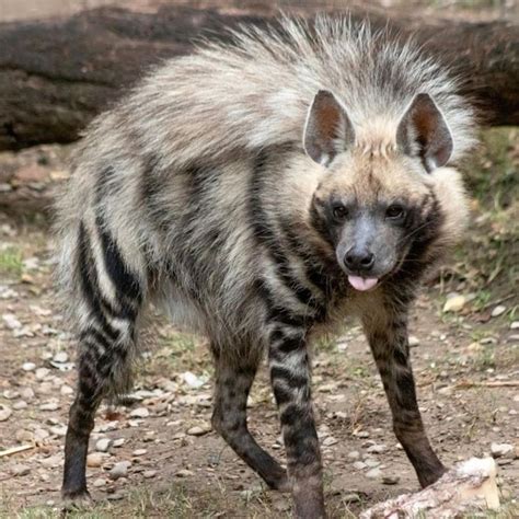 Striped Hyena Ref