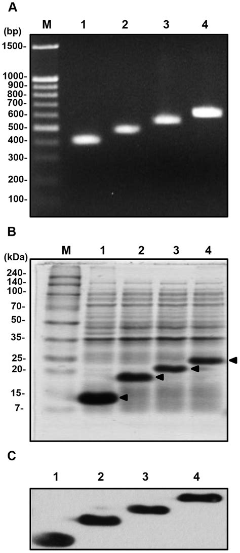 Confirmation Of Lpp Ompa Multimeric Buf Iiib L Fusion Genes And The