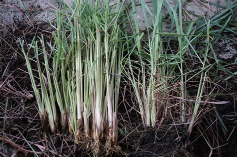 Propagating Lemongrass By Division Tips On Dividing Lemongrass Plants